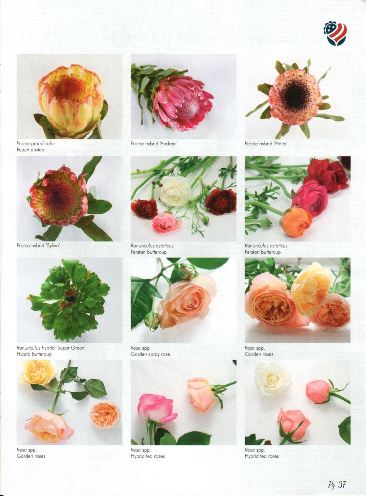 A Passion for Flowers: Farm & Flower Guide: 2017