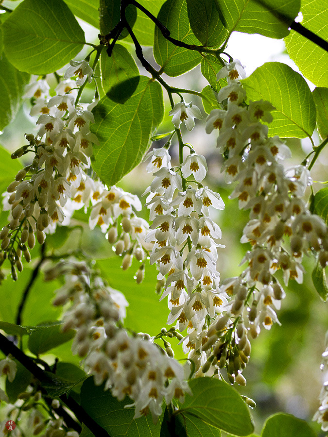 FROM THE GARDEN OF ZEN: May 2011