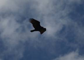 Actualizaciones de Guije: En las Aves de Cuba