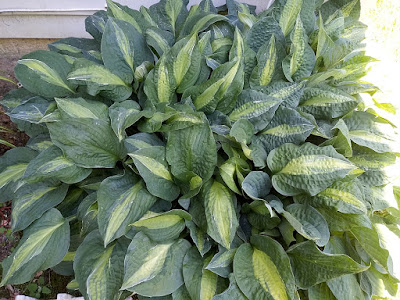 Future Plants by Randy Stewart: Hosta