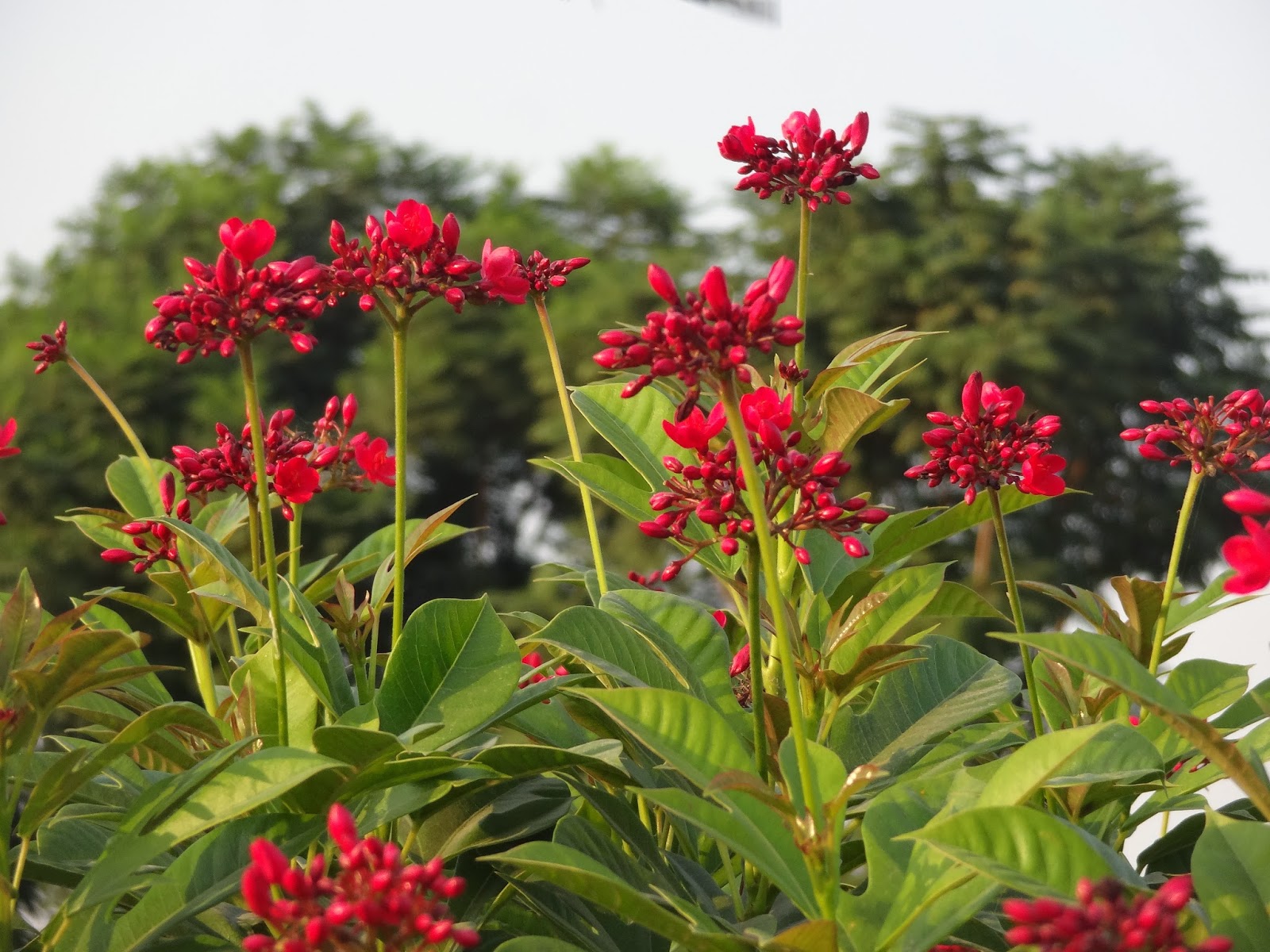 Plants of Lahore - Pakistan: Jatropha- Being visited by butterflies. R U?