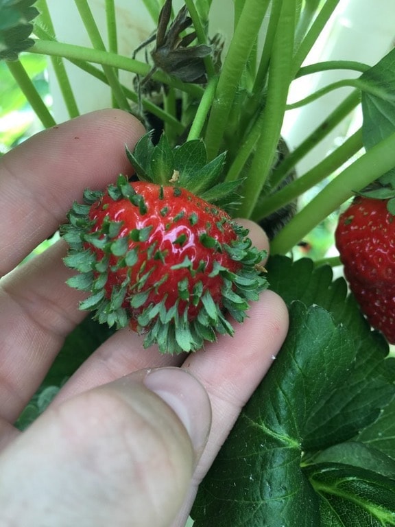 I Have Seen The Whole Of The Internet: Sprouted Seeds On A Strawberry