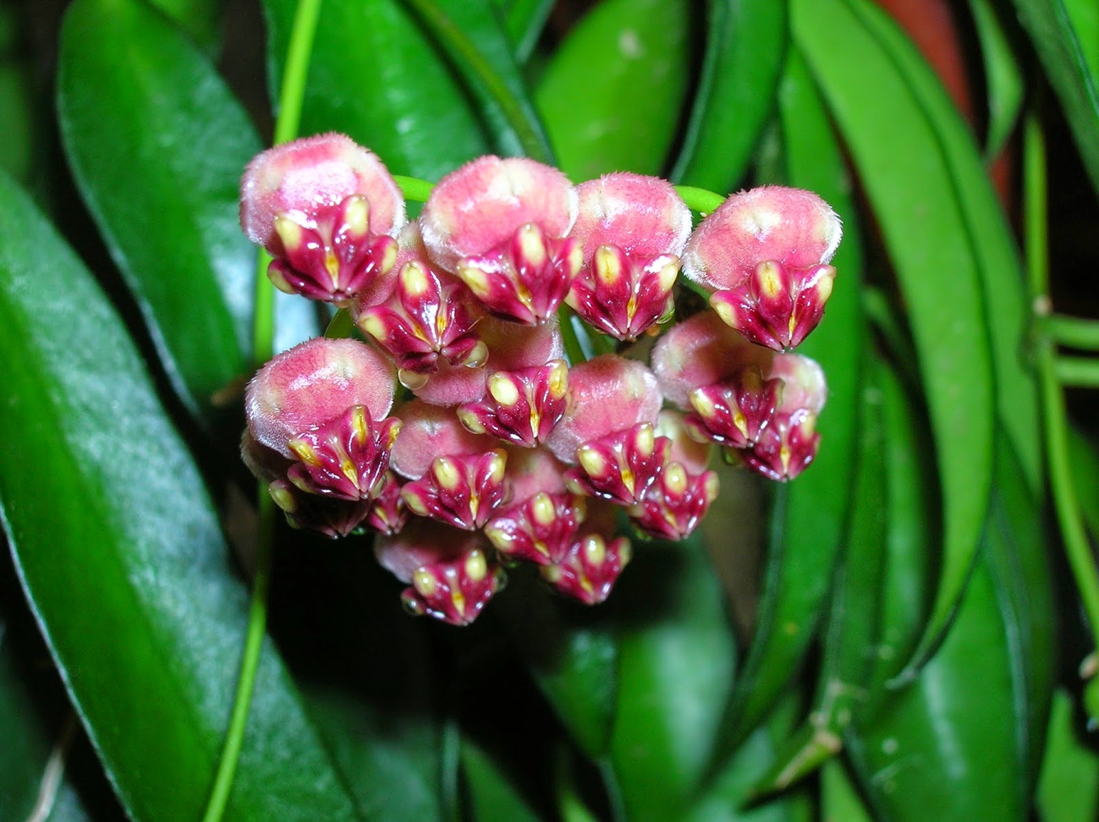 Recregarden: HOYA WAYETTI