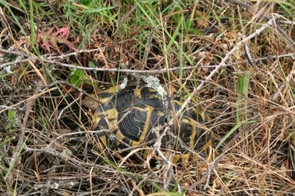 Clemmys guttata: la tortuga moteada: Por que tienen manchas