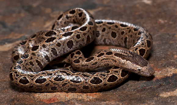 Dwarf Boa | Snakes