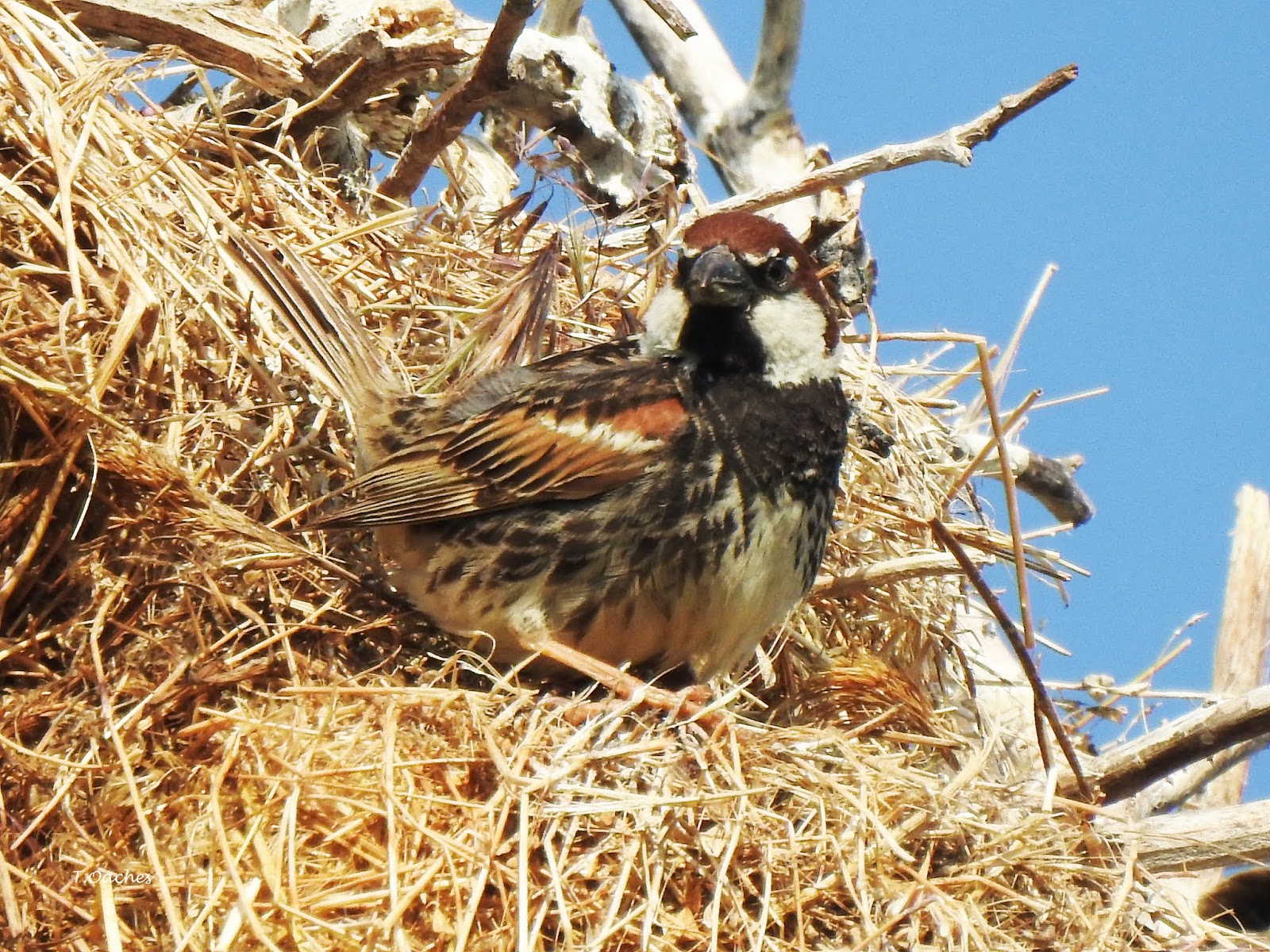PASARI DIN ROMANIA: VRABIE NEGRICIOASA, Passer hispaniolensis