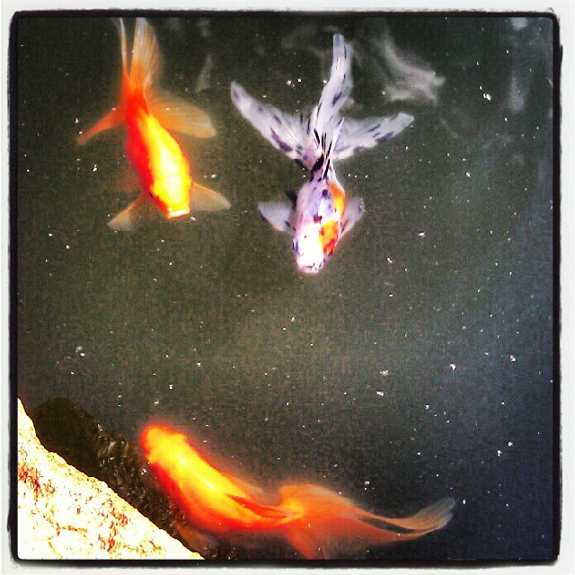 Hoofprint Press: Instagram Fish