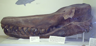 RICARDO FERNANDEZ BARRUECO: Zygophyseter varolai