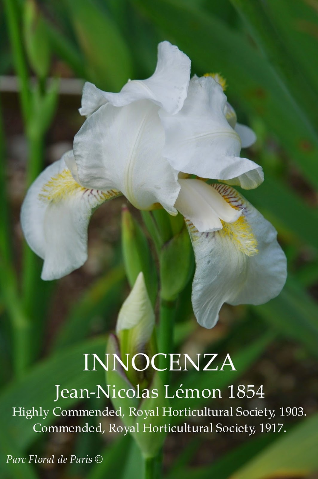 French Historic Tall Bearded Iris, INNOCENZA. ~ HERITAGE IRISES