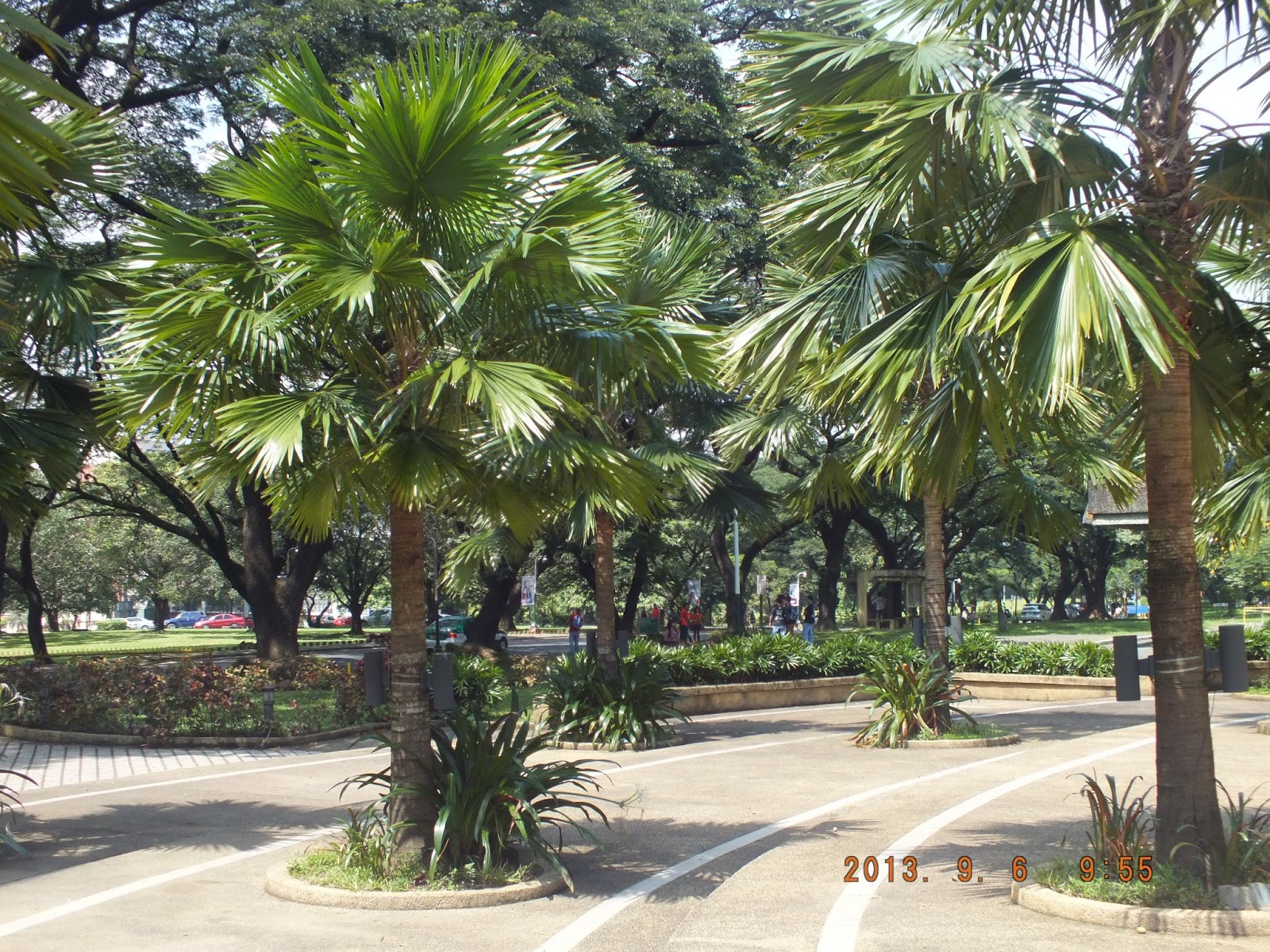 Photography with Dr. Ernie.: native trees: the Anahaw, Levistonia ...