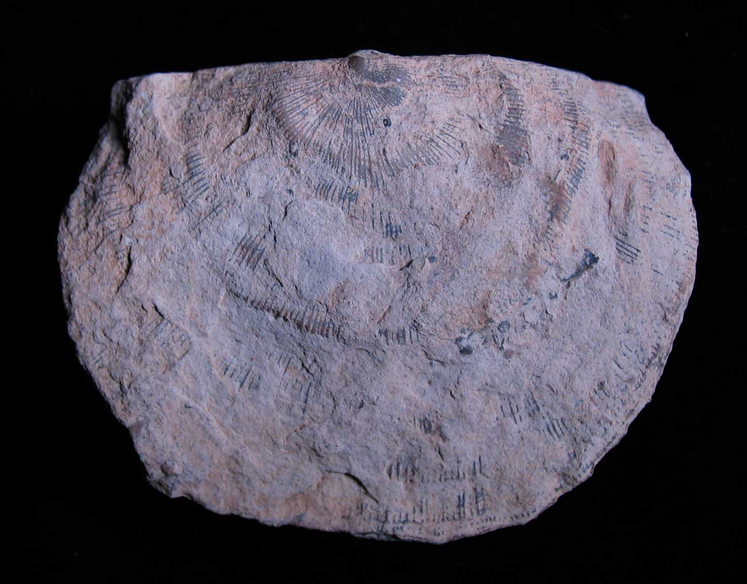 Louisville Fossils and Beyond: Megastrophia (Silver Creek Limestone)