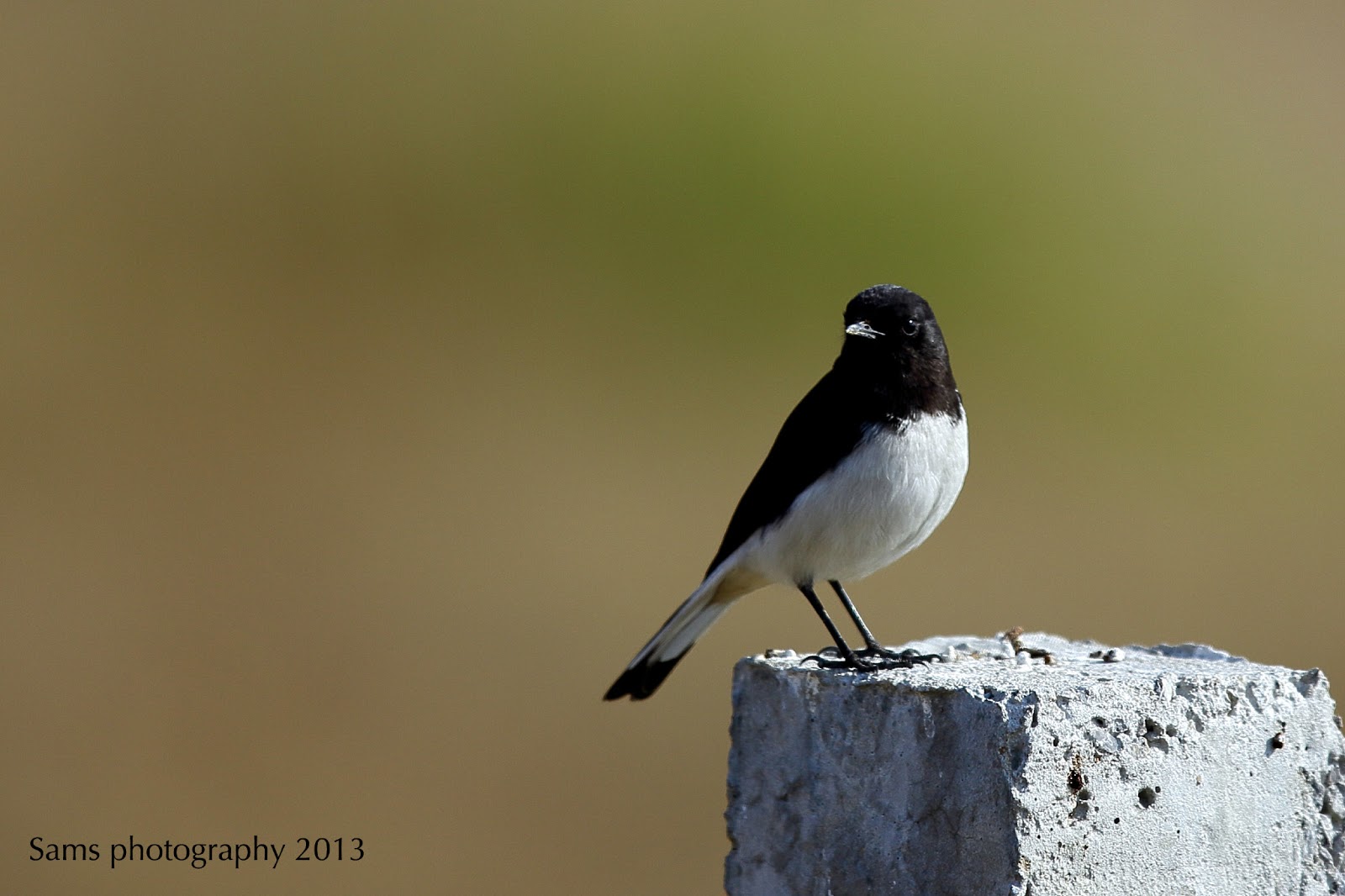 Lagger Falcon Stars during Exceptional Day