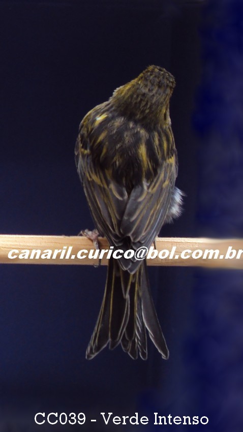 Canaril Curico - Canário de Cor: Fotos Canários