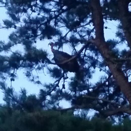 Did you know that turkeys sleep in trees?
