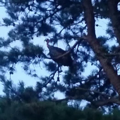 Did you know that turkeys sleep in trees?