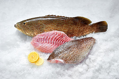 Method to Farm Grouper Fish in Indonesia