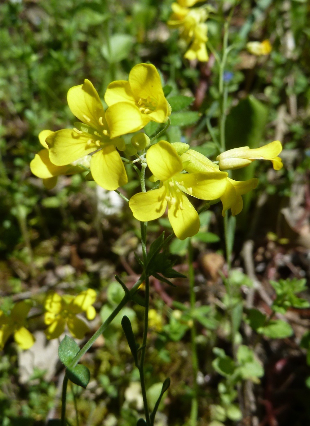 Springfield Plateau: Missouri Bladderpod