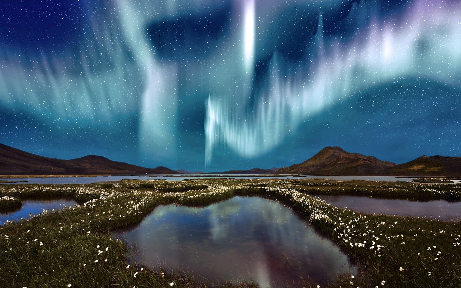 PURPURA : AURORAS