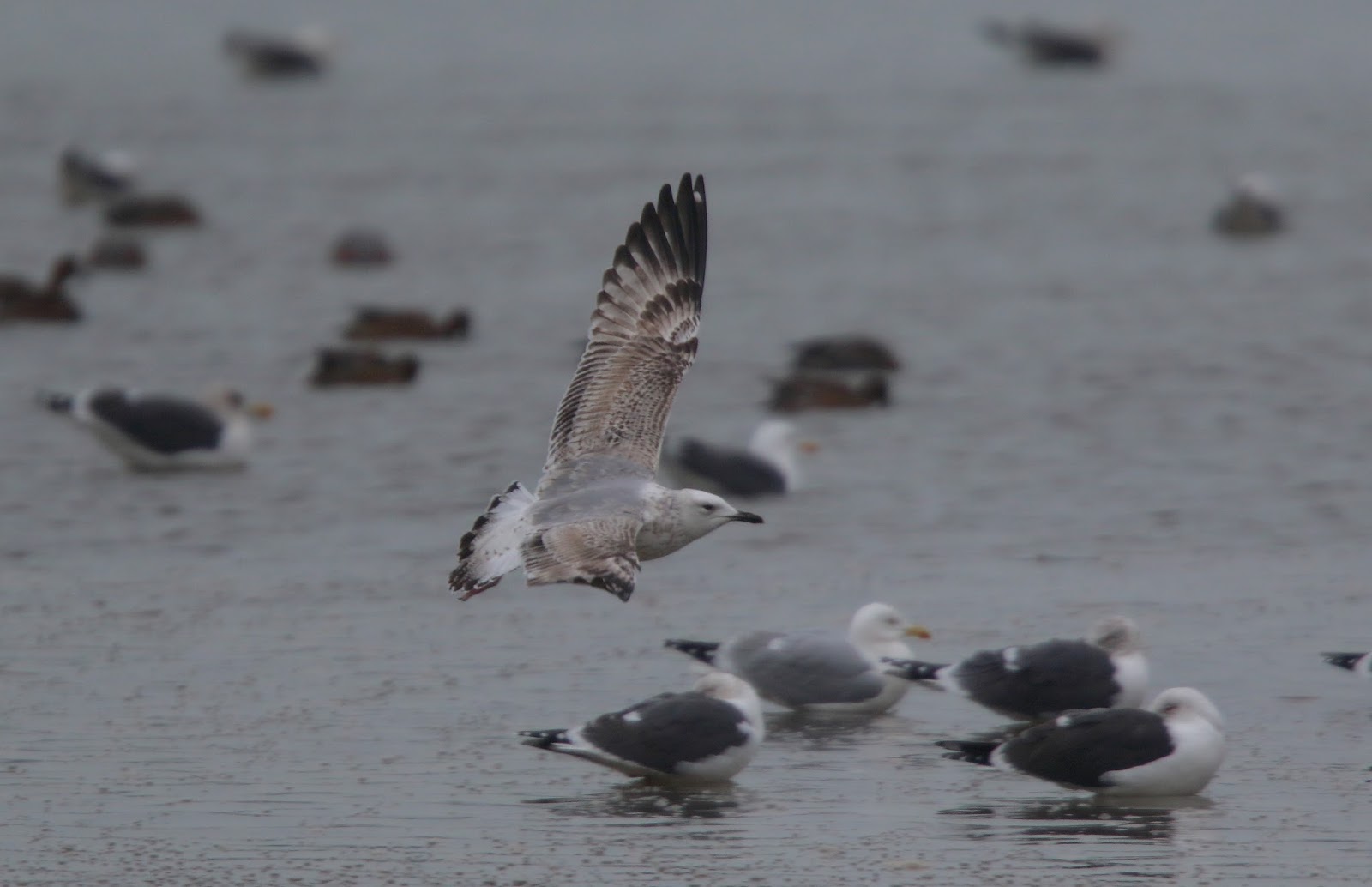 Mark's Wild Thyme Birding: A series of shots taken of a second winter ...