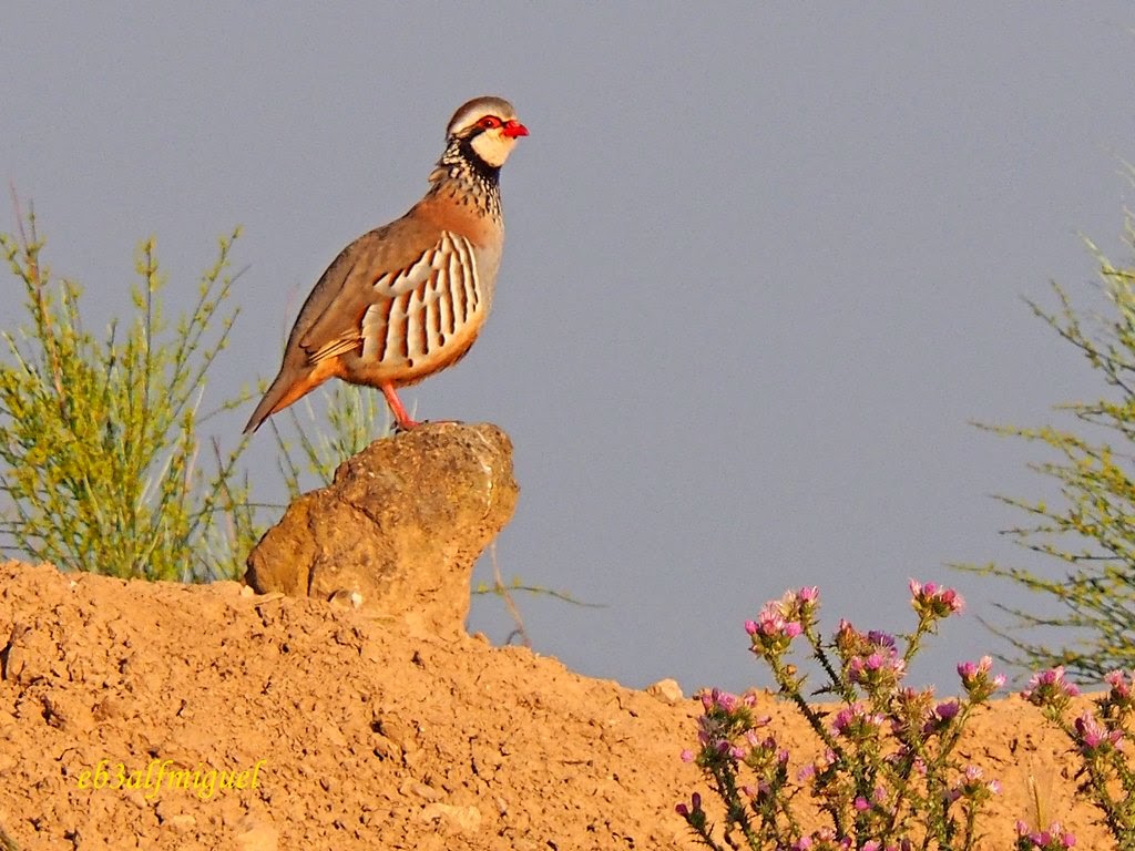 Miguel fotografia: Perdiz roja (Alectoris rufa)