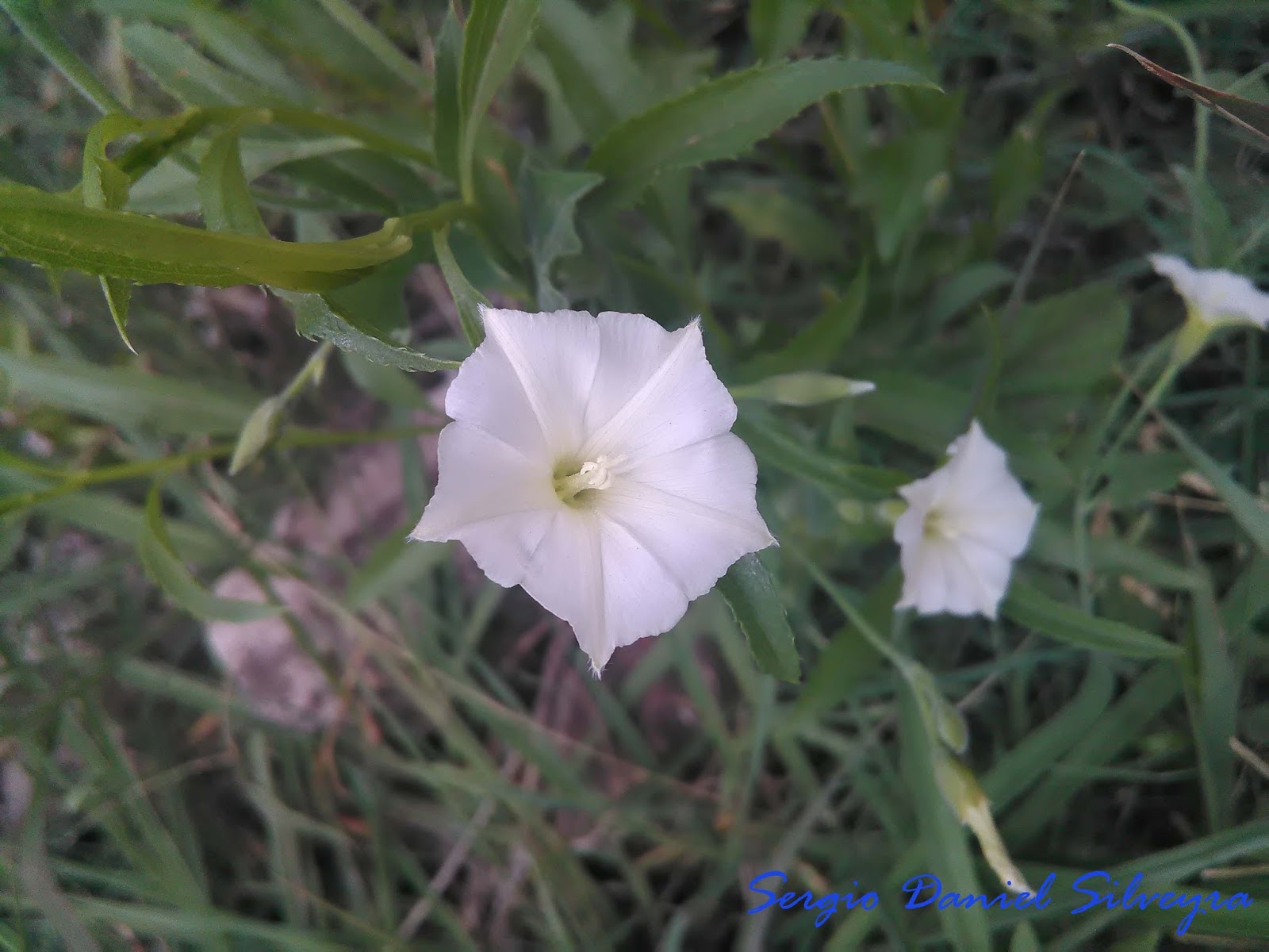 Flora Nativa de Entre Rios