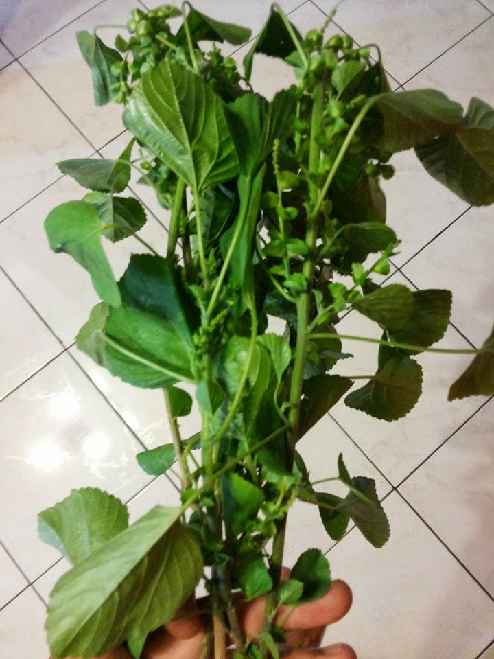 Berkongsi Dengan Menaip :::: Rahsia Pokok Kucing Galak