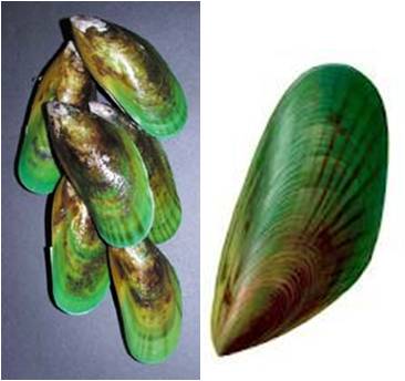 ACENDURA BRAVA: O AMIGO MEXILHÃO VERDE (PERNA CANALICULUS)