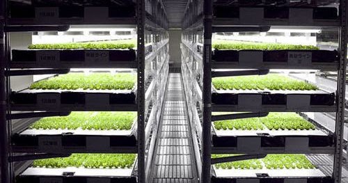 Plant factory, a modern life style