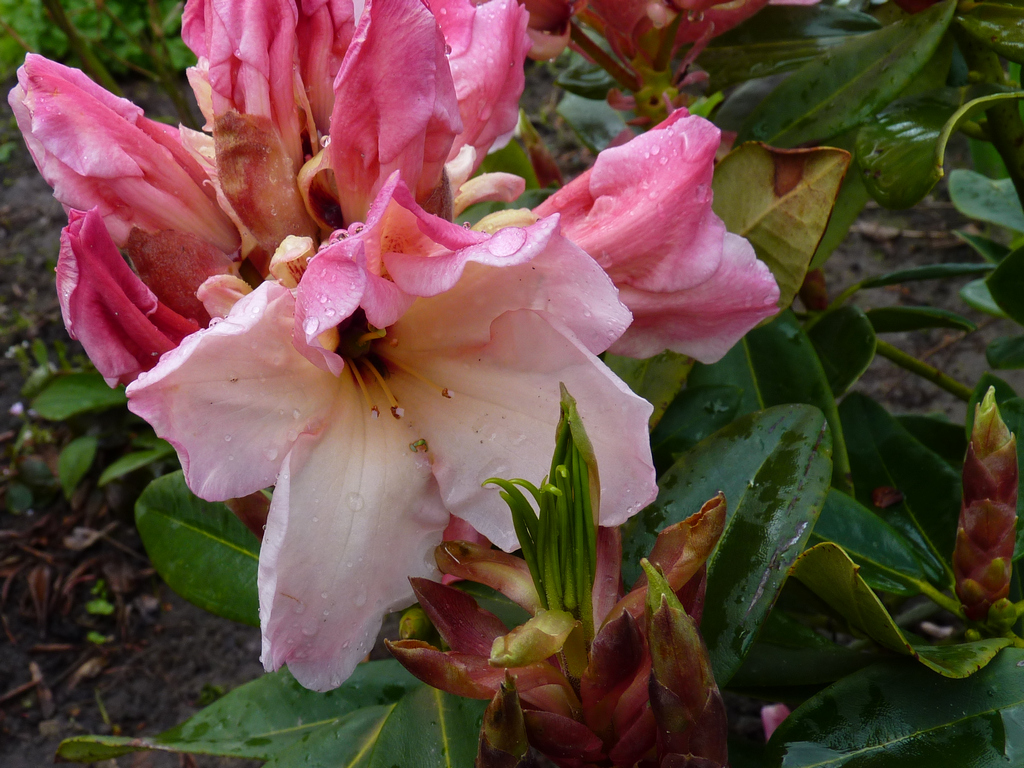 Høneballehaven på Samsø og Hellerupvej på Fyn: Byger der går og kommer ...