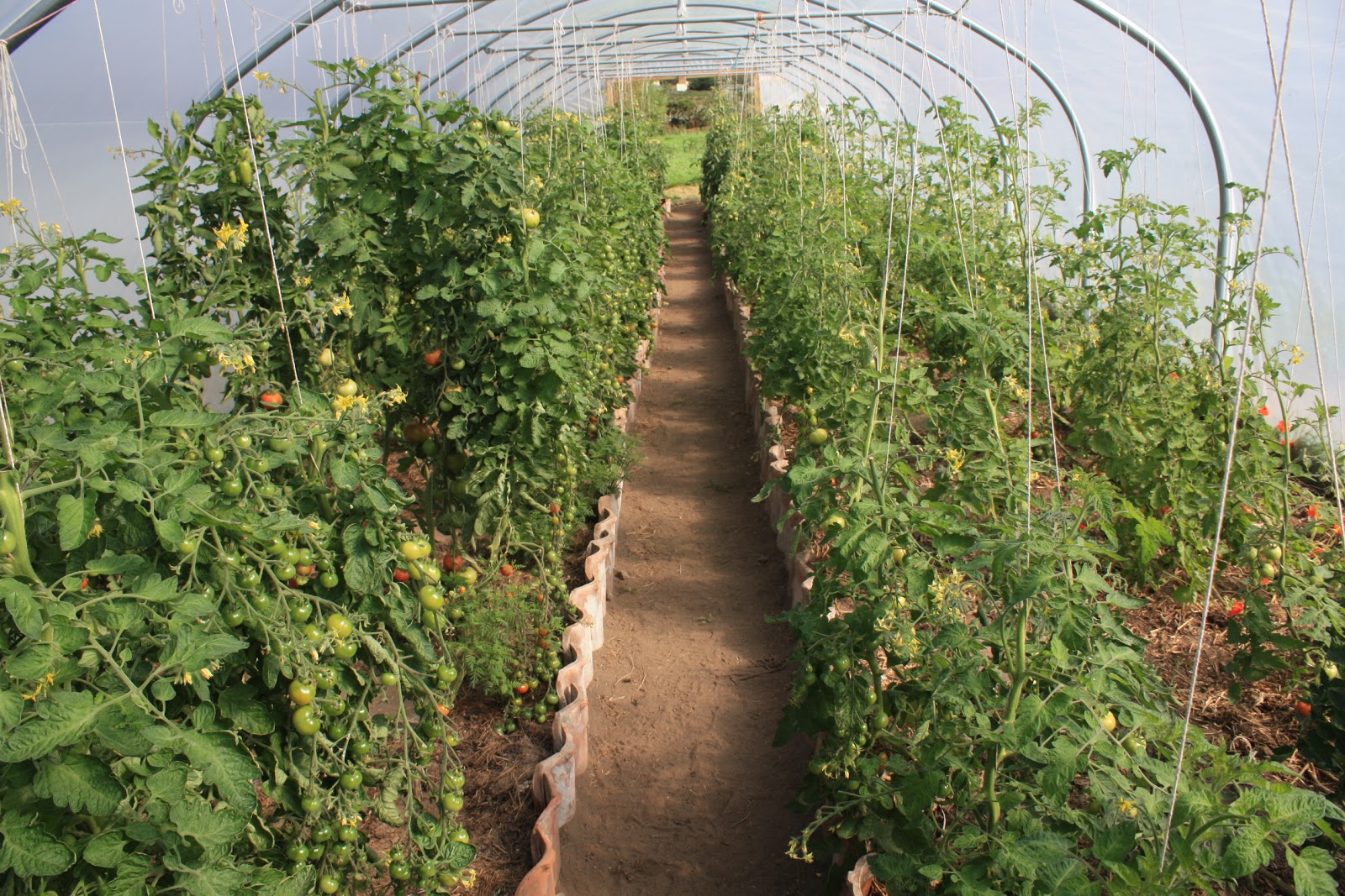 Bosavern Community Farm: The new polytunnel over time.