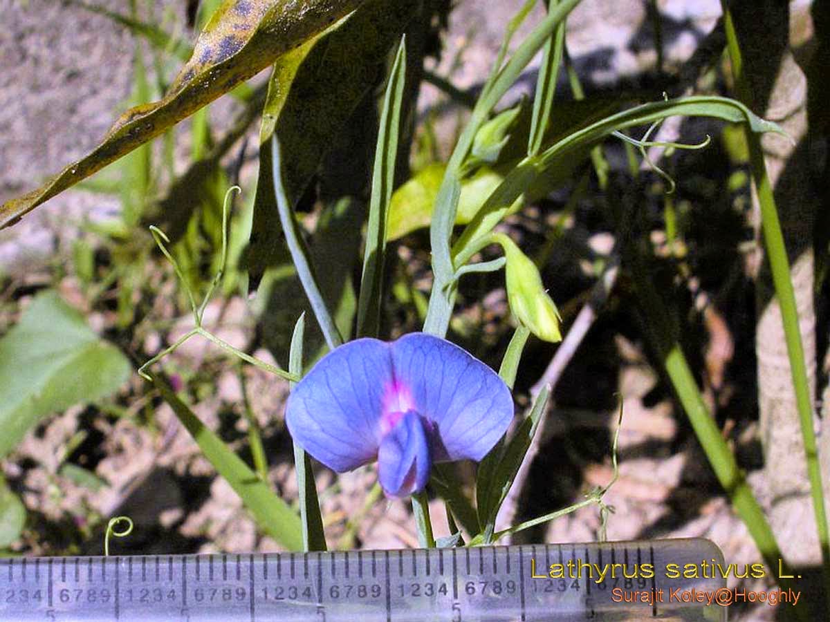 Medicinal Plants: Lathyrus sativus, Grass pea, Triputa, Latri