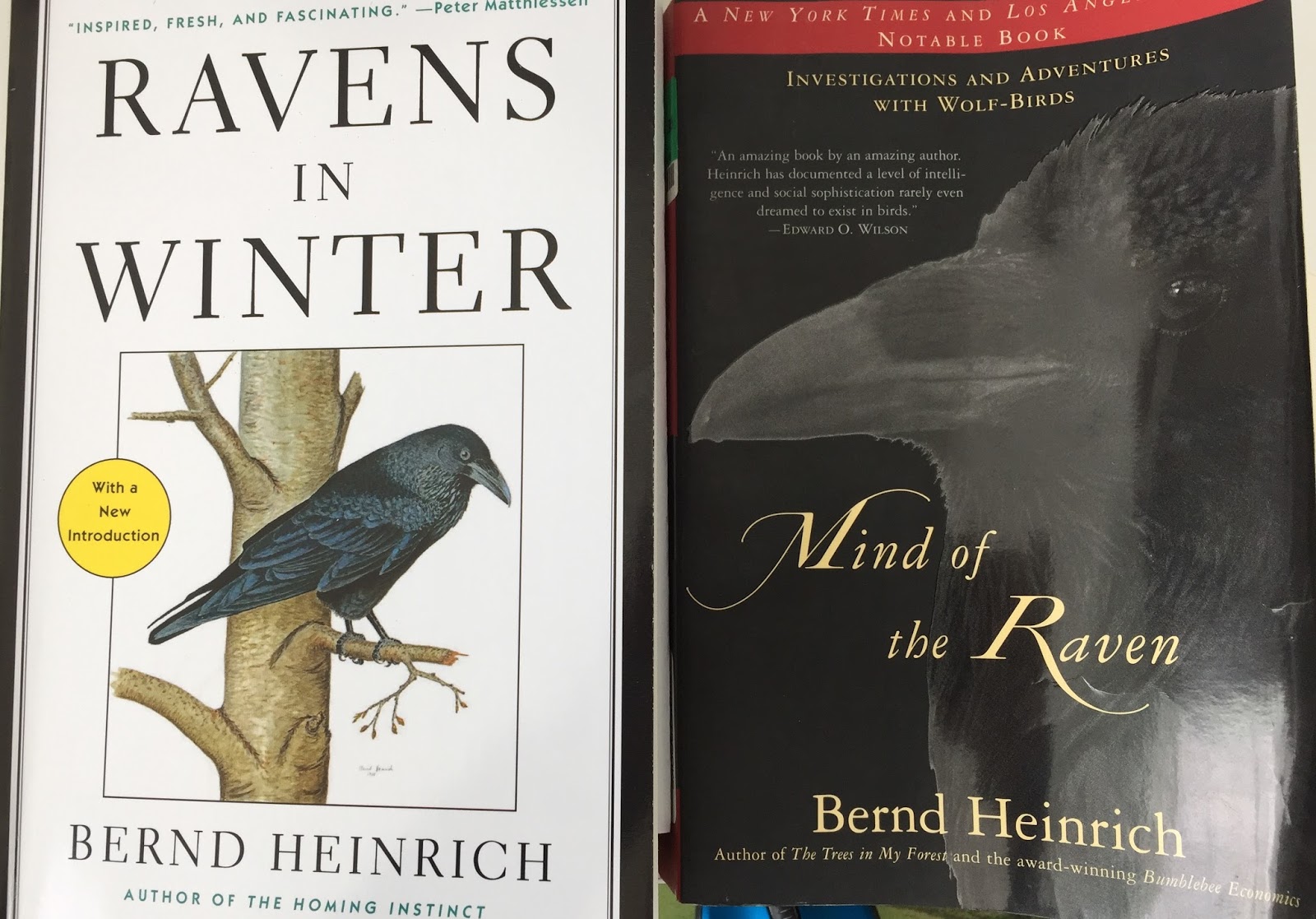 PAT's ART JOURNAL: Painting & Learning More About Ravens