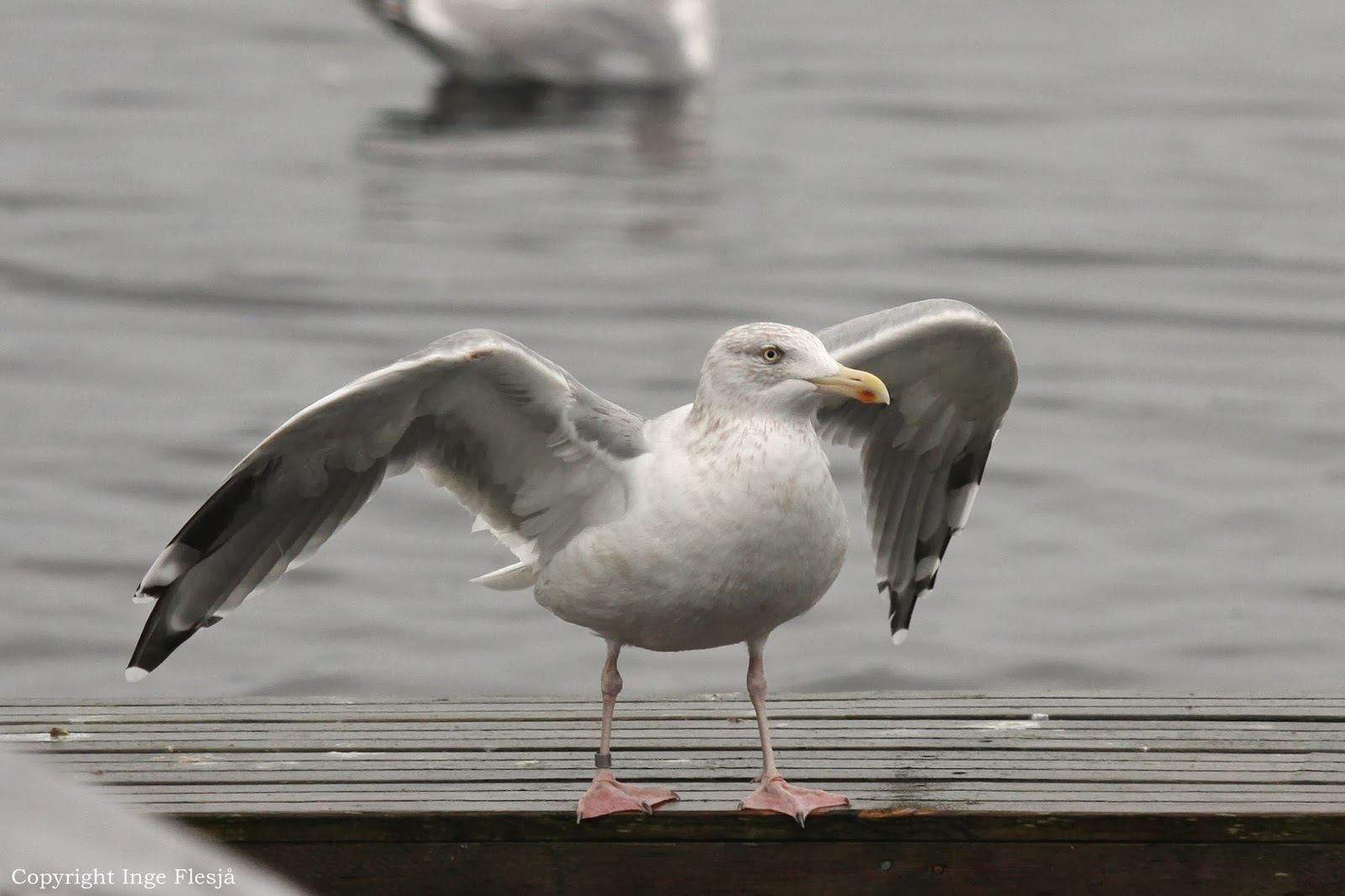 Stormåker: Herring Gull "slow moulter" from Gismerøya, Mandal 01.01.2014