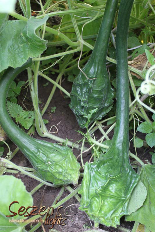 MARANKA - Seszen's Lights