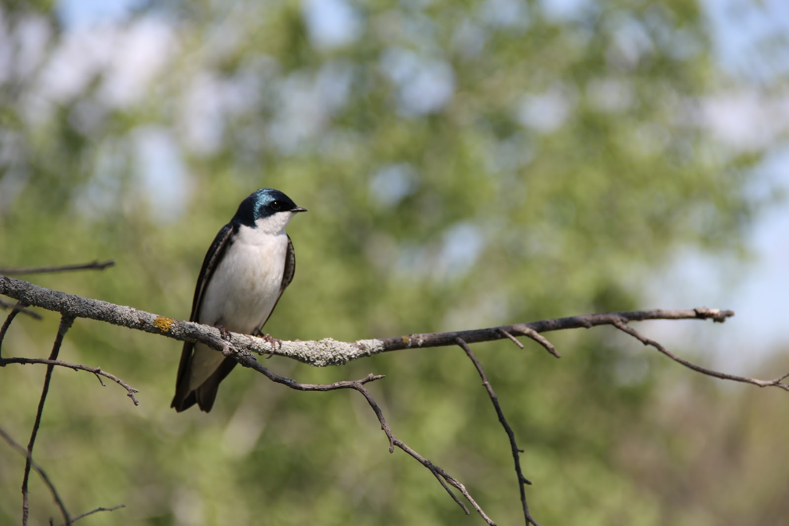 Isabella Conservation District Environmental Education Program ...