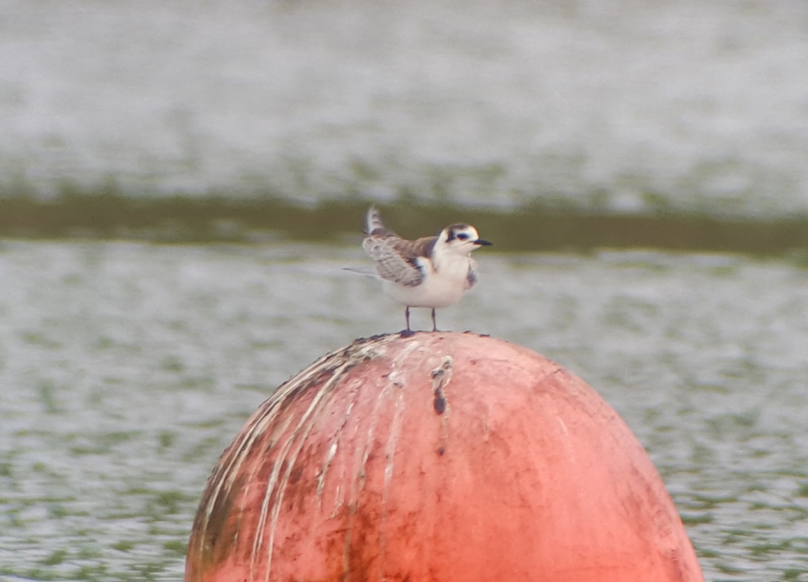 A Field Notebook: White-winged black tern at High Rid Reservoir