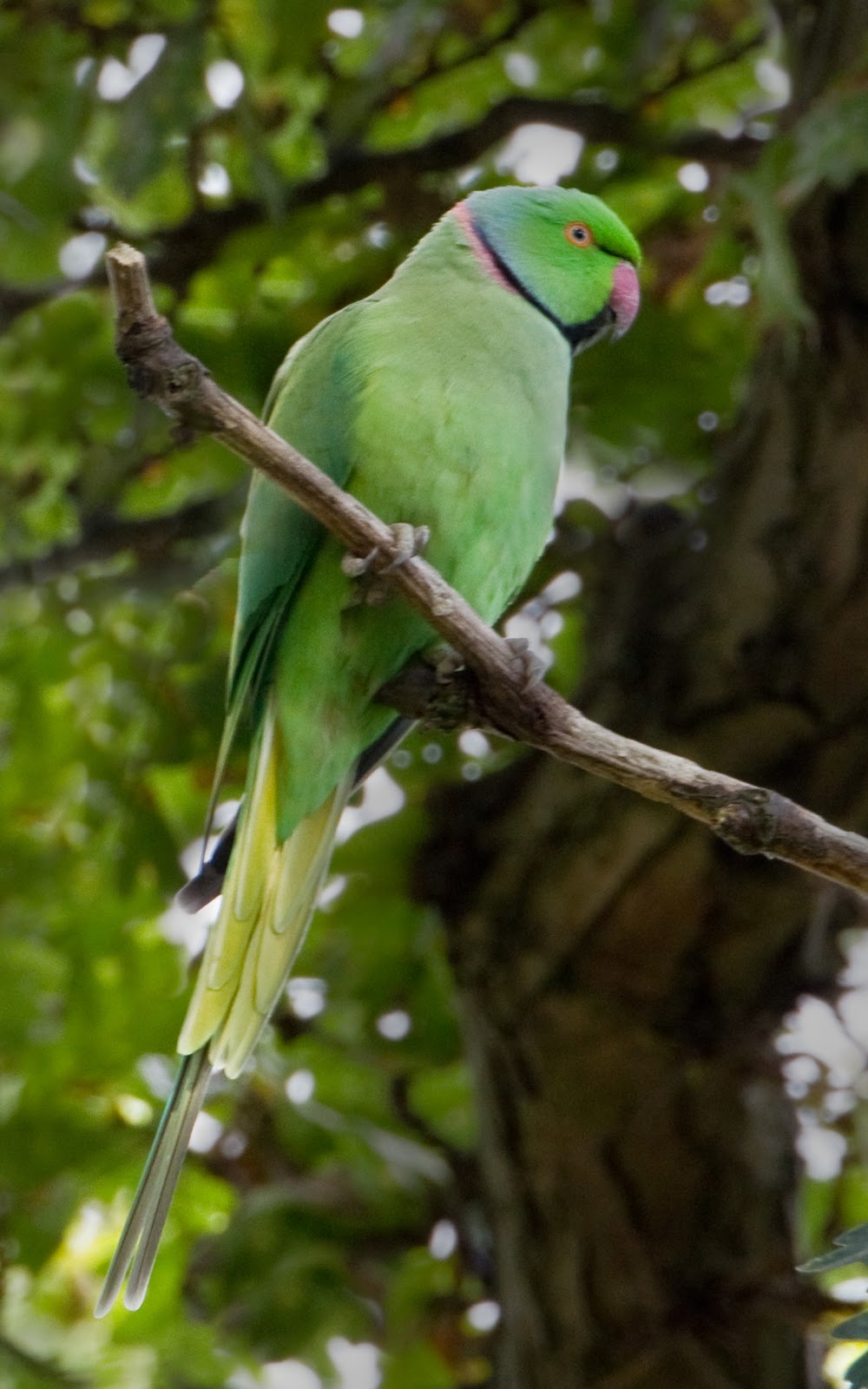 Martin's Sussex Birding Blog: Ring-necked Parakeet