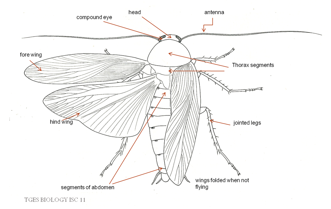 Morphology and anatomy of cockroach|Roaches