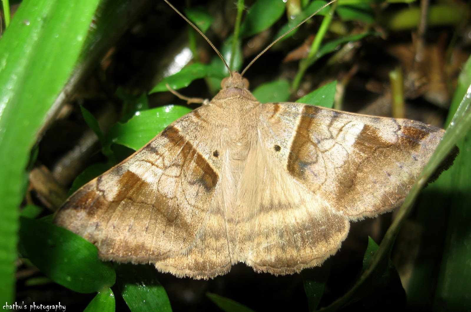 Nature Of Srilanka: Moths