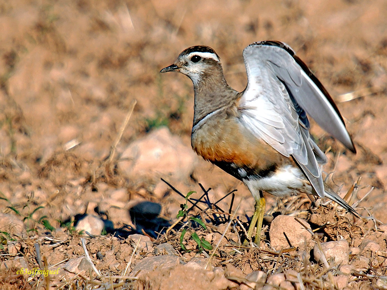 Miguel fotografia: Chorlito carambolo (Charadrius morinellus)