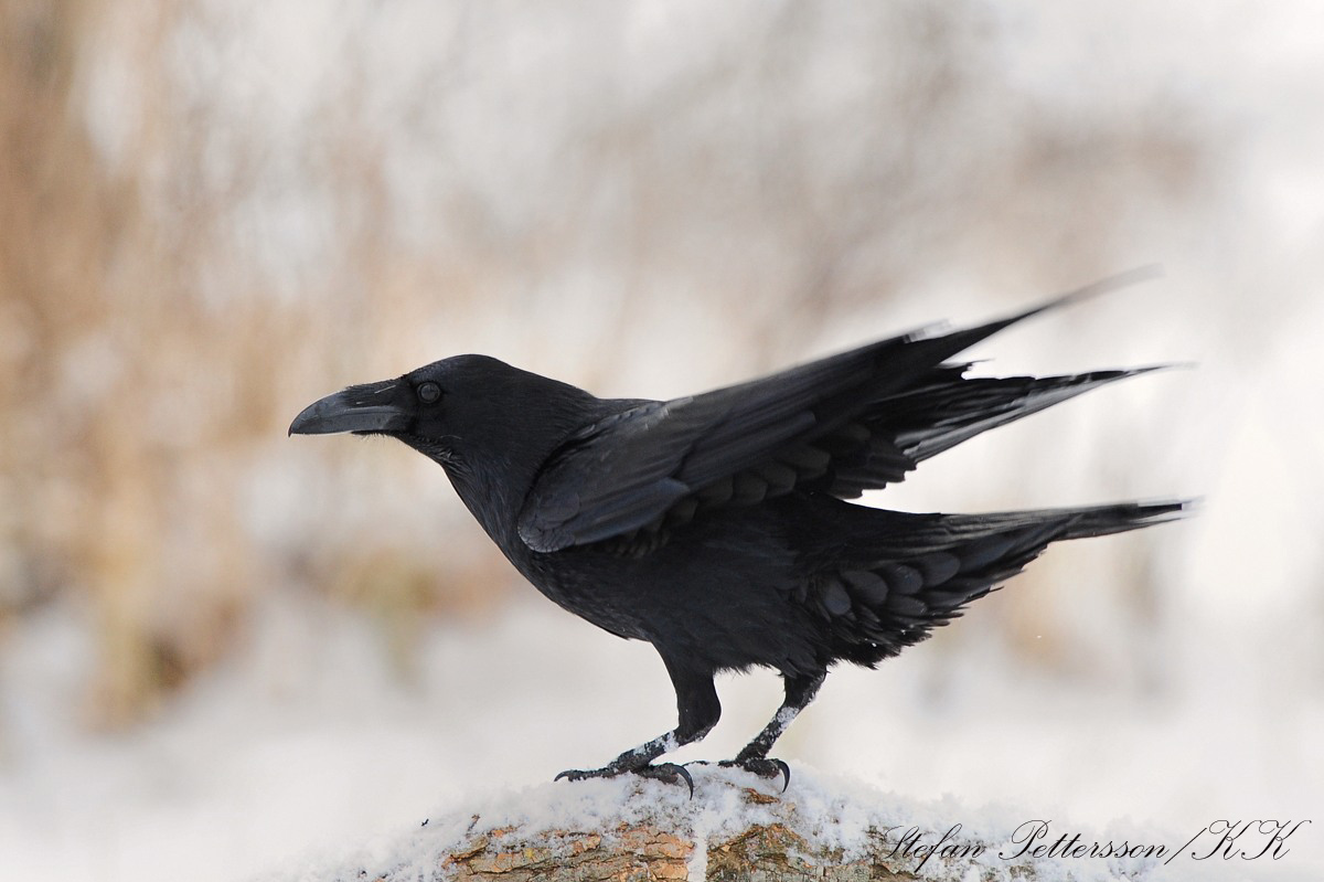 Stefan Pettersson Foto: Korp, korp, korp...