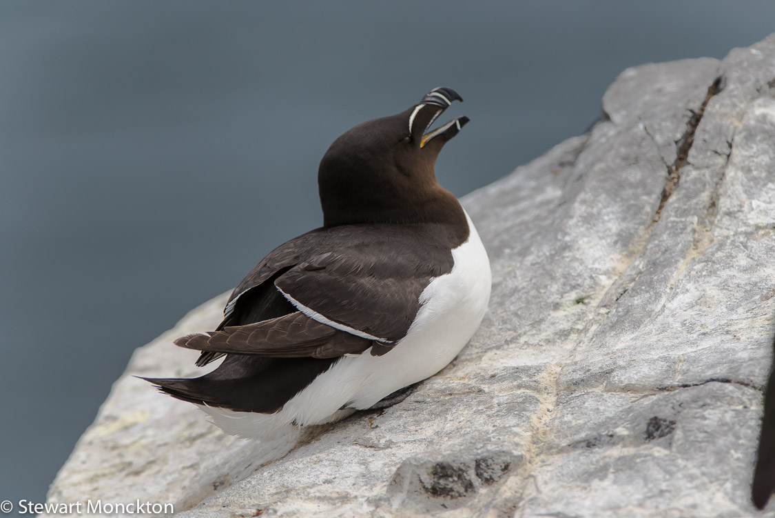 Paying Ready Attention - Photo Gallery: Wild Bird Wednesday 110 - Razorbill