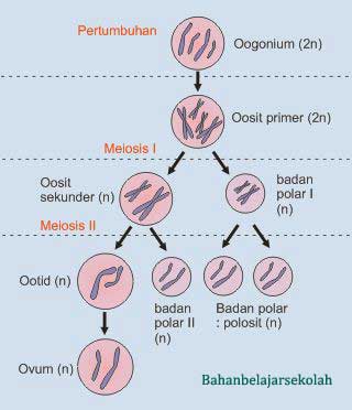 Gambar Skema Oogenesis 3 4 Menganalisis Proses Pembelahan Sel Sebagai ...