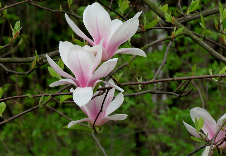 Szkiełkiem, okiem i sercem: Magnolie - moja miłość