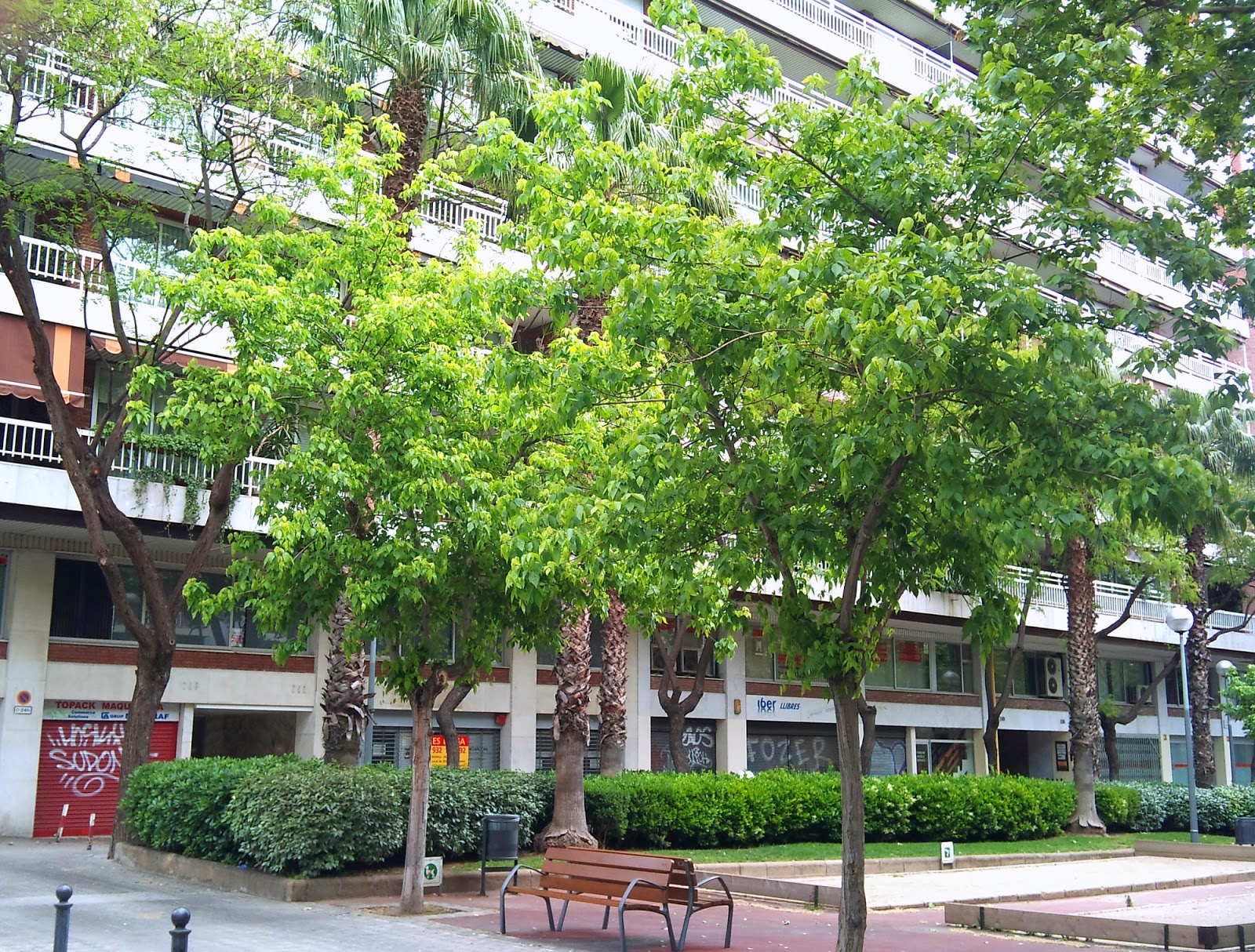 Árboles con alma: Negundo. Arce americano. Bordo. (Acer negundo)