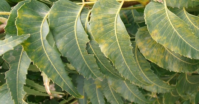 Árbol del Nim: Azadirachta indica | Plantas rioMoros