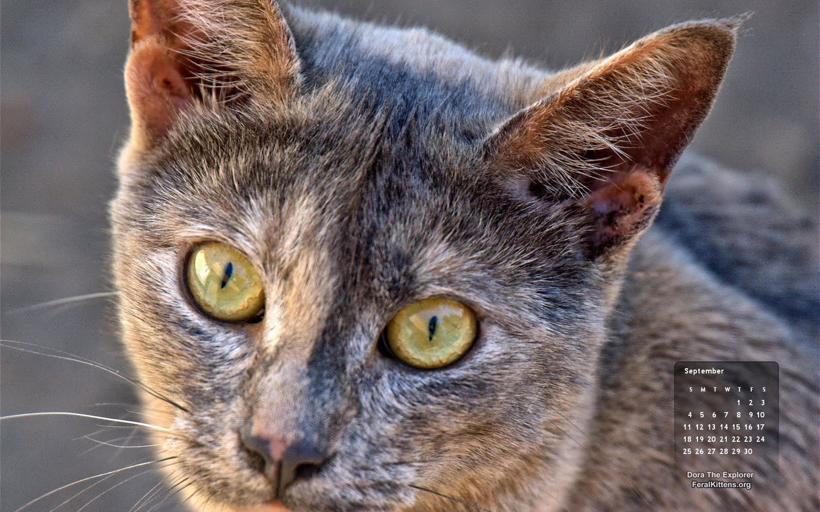 September Desktop Cat Calendar - Dora The Explorer