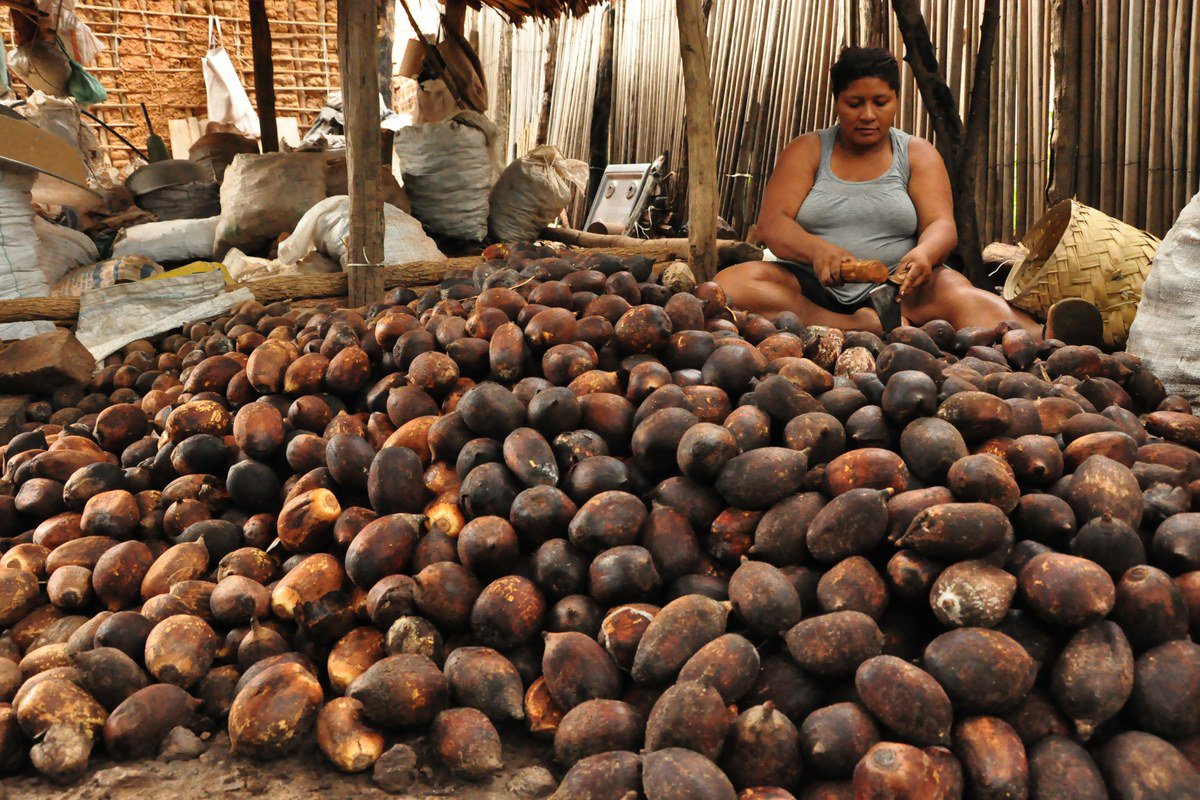 Coco Babaçu e suas potencialidades sócio econômicas.