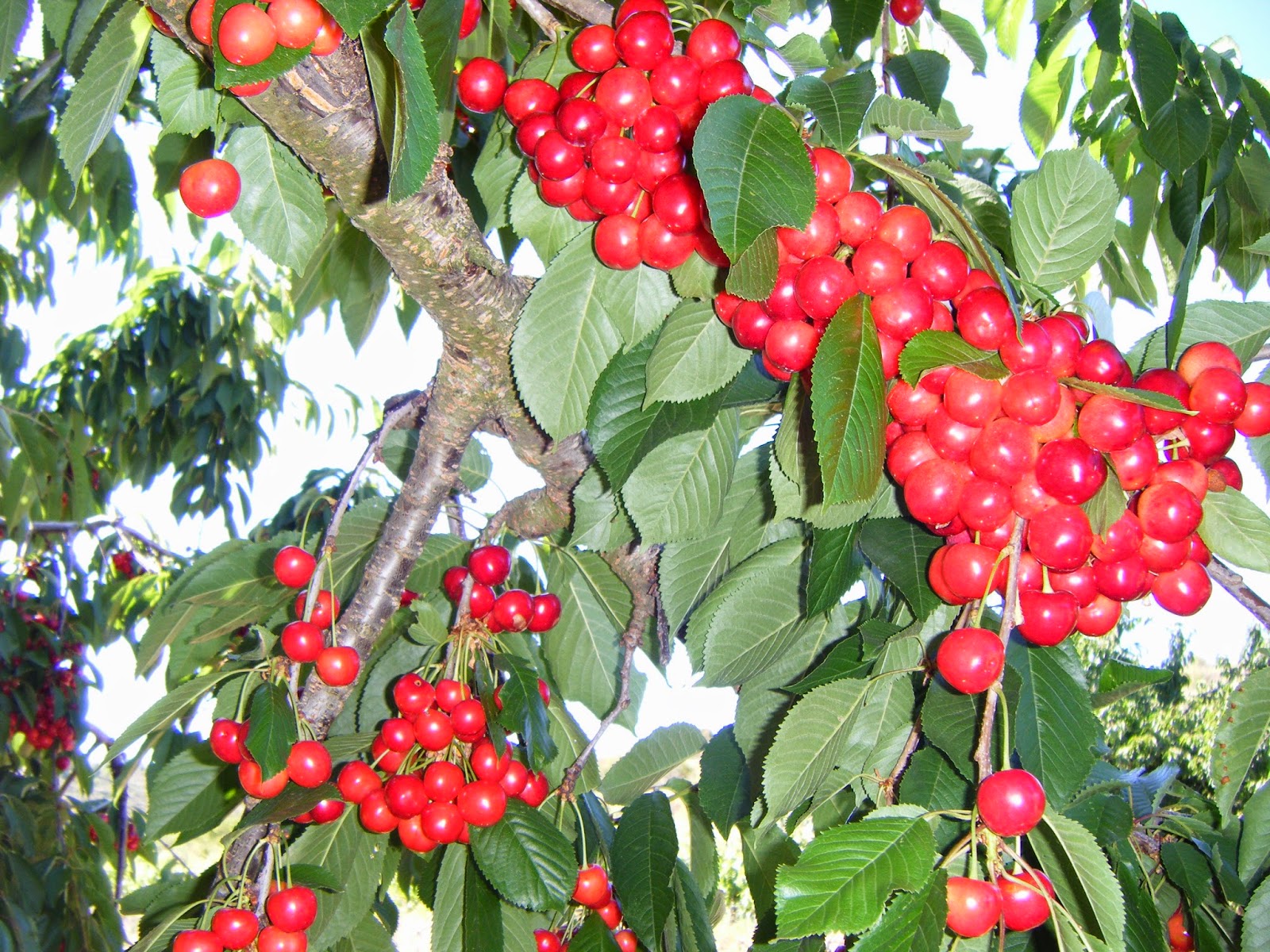Cerezas del Arlanza: Los Cerezos