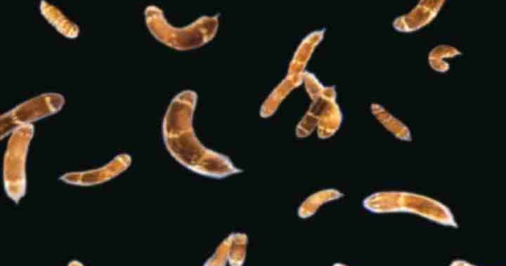 The genetics of regeneration